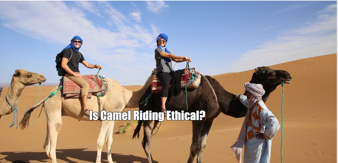 Is Camel Riding Ethical?
